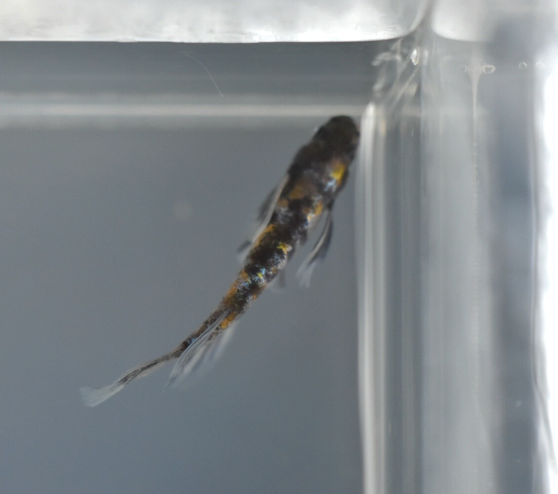 Yahoo!オークション - 【45めだか】極上強青『和墨白銀三色RLF 1ペア』...