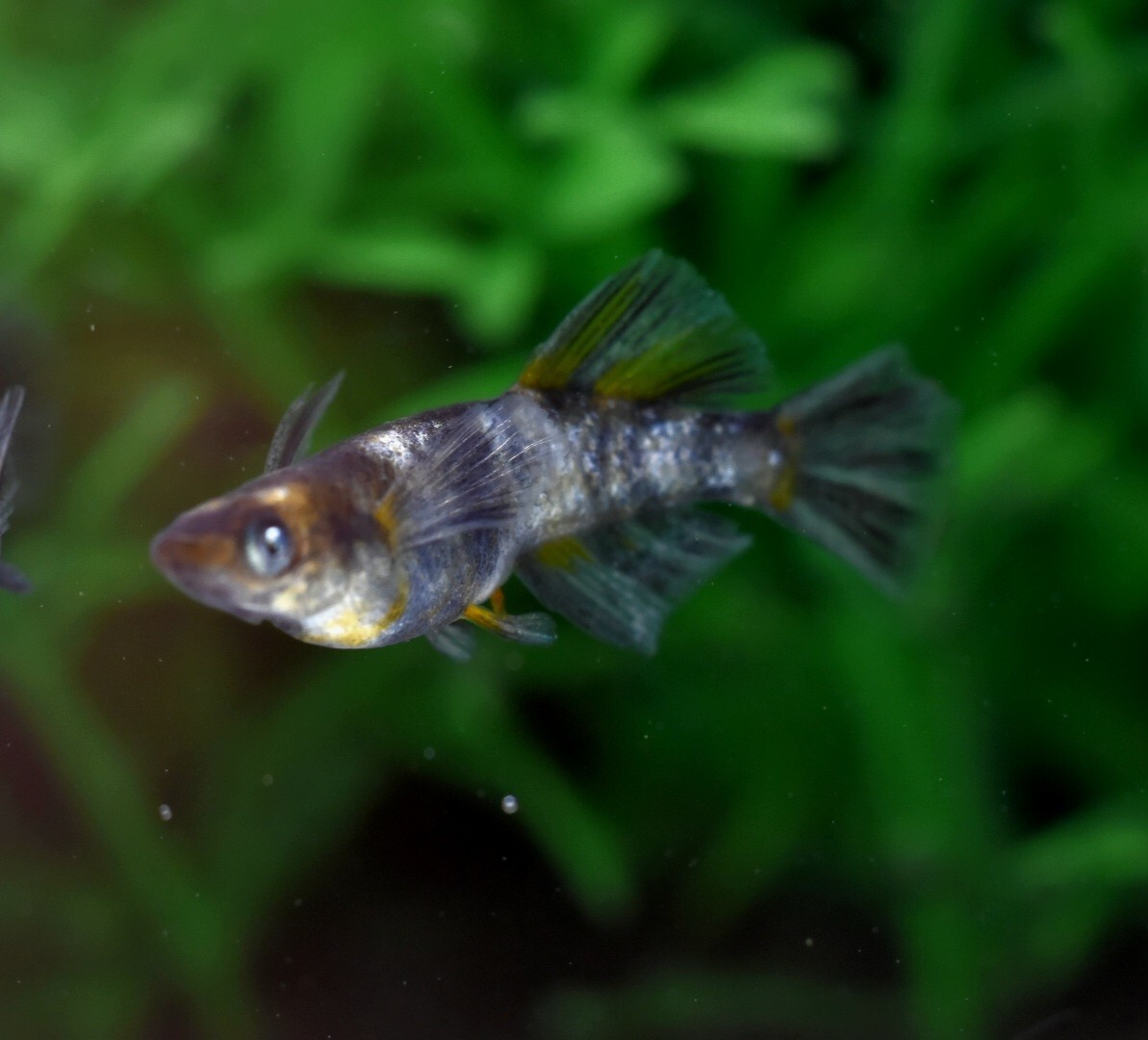 Yahoo!オークション - 【45めだか】極上種親『和墨白銀三色光体型RLF 1...