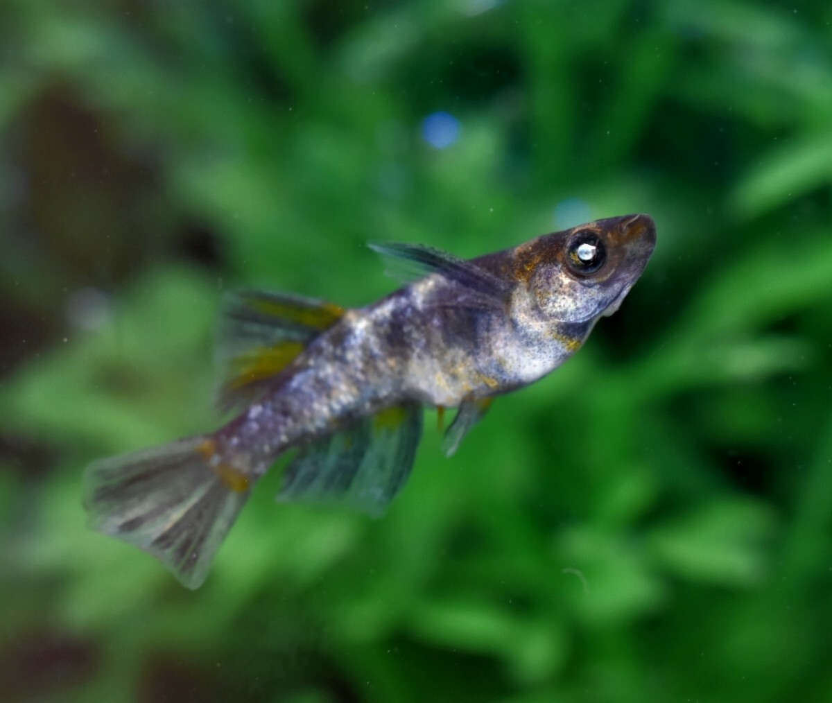 Yahoo!オークション - 【45めだか】極上種親『和墨白銀三色光体型RLF 1...