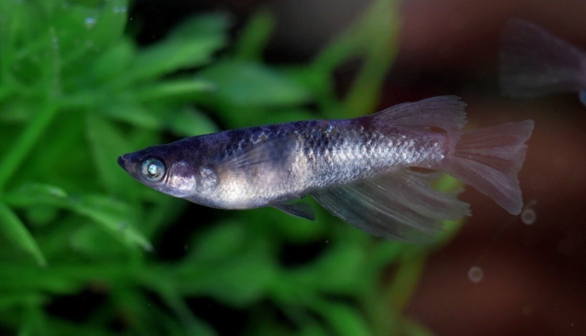 Yahoo!オークション - 【45めだか】上物『和墨白銀RLF 色素有 1ペア』...