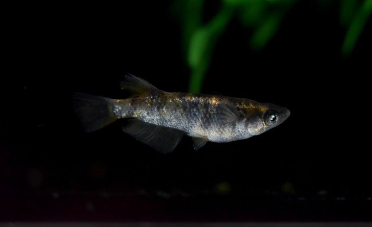 Yahoo!オークション - 【45めだか】極上『和墨白銀三色RLF ショート因...