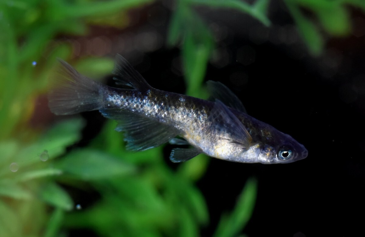 Yahoo!オークション - 【45めだか】上物『和墨白銀RLF 色素有 1ペア』...