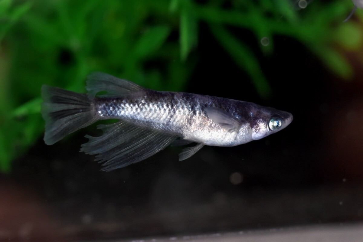 Yahoo!オークション - 【45めだか】上物『和墨白銀RLF 色素有 1ペア』...