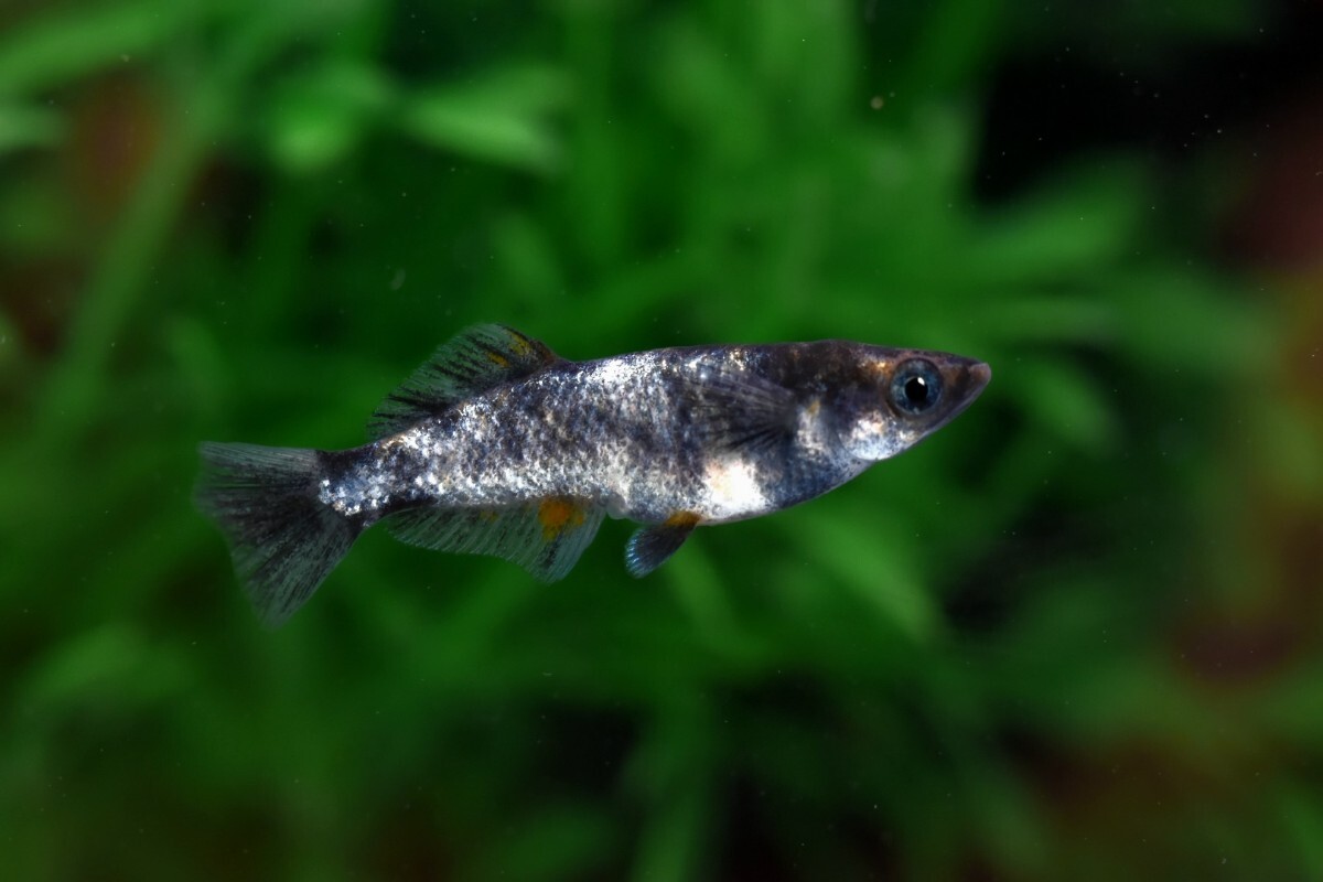 Yahoo!オークション - 【45めだか】極上強墨『和墨白銀三色光体型RLF 1...