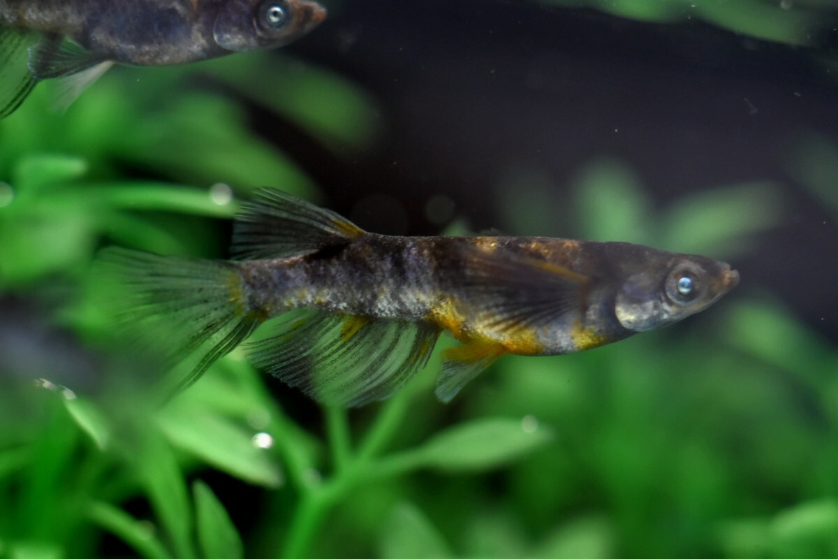 Yahoo!オークション - 【45めだか】極上『和墨白銀三色RLF 1トリオ』ぱ...