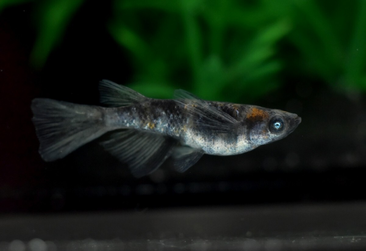 Yahoo!オークション - 【45めだか】極上『和墨白銀三色RLF ショート因...