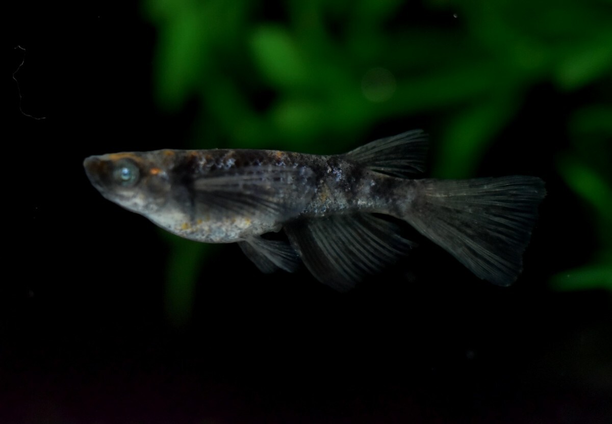 Yahoo!オークション - 【45めだか】極上『和墨白銀三色RLF ショート因...