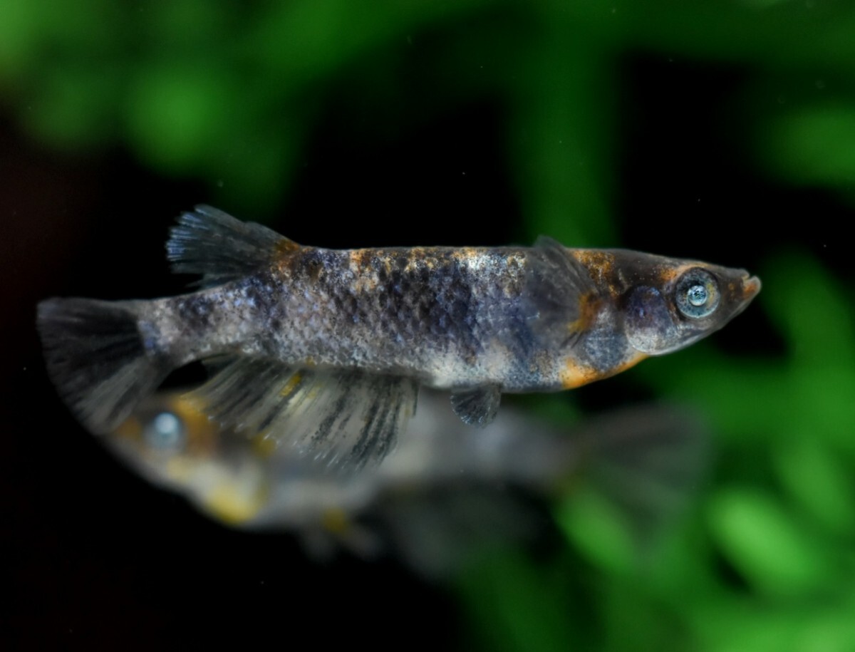 Yahoo!オークション - 【45めだか】極上種親『和墨白銀三色光体型RLF 1...