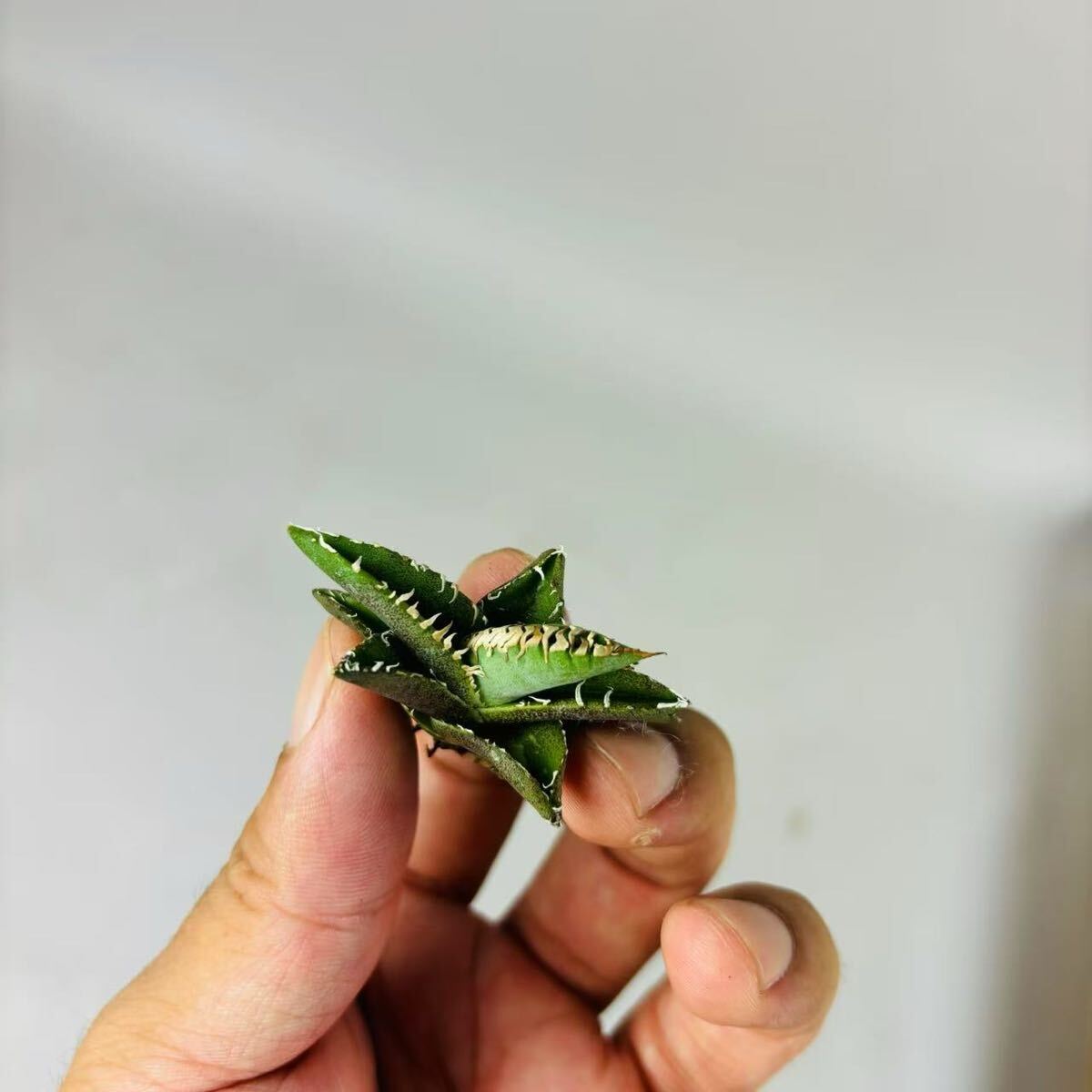 Yahoo!オークション - 【FJ Agave】アガベ 冰雹 TC 種源lize 100%正品