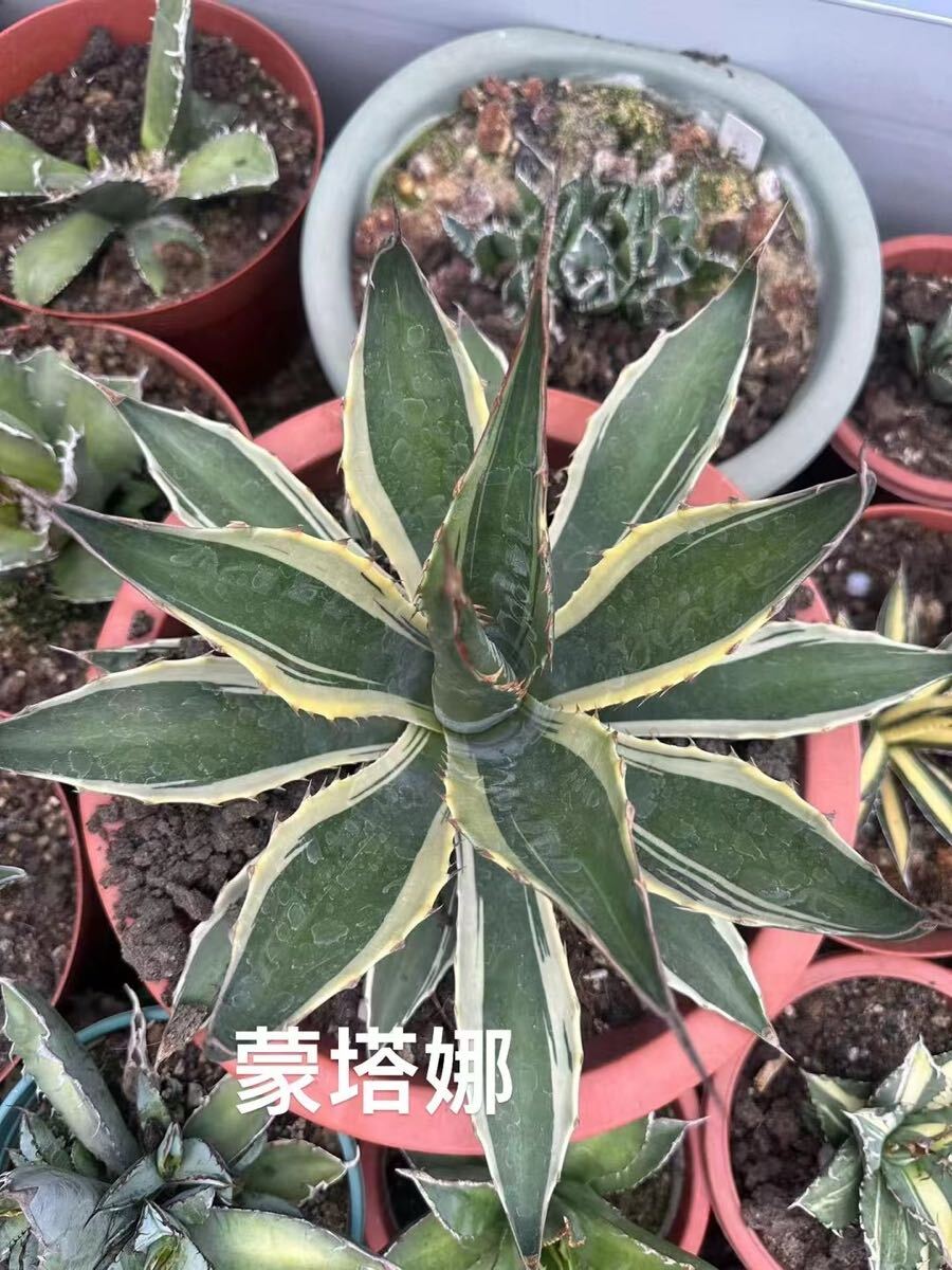 Yahoo!オークション - 【FJ Agave】z79アガベ パリー トランカータ オ...