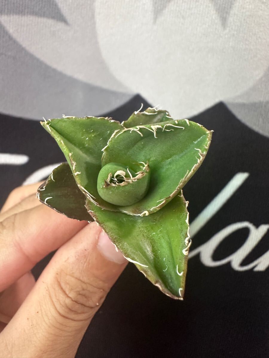 Yahoo!オークション - 【FJ Agave】x20アガベ 蚩尤 TC株 純正品保証