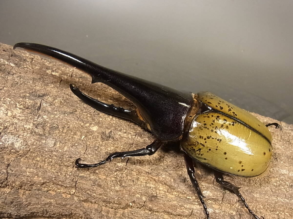 Yahoo!オークション - 【HirokA】D.H.ヘラクレス（0F136FOX-FF.FOX×FF...