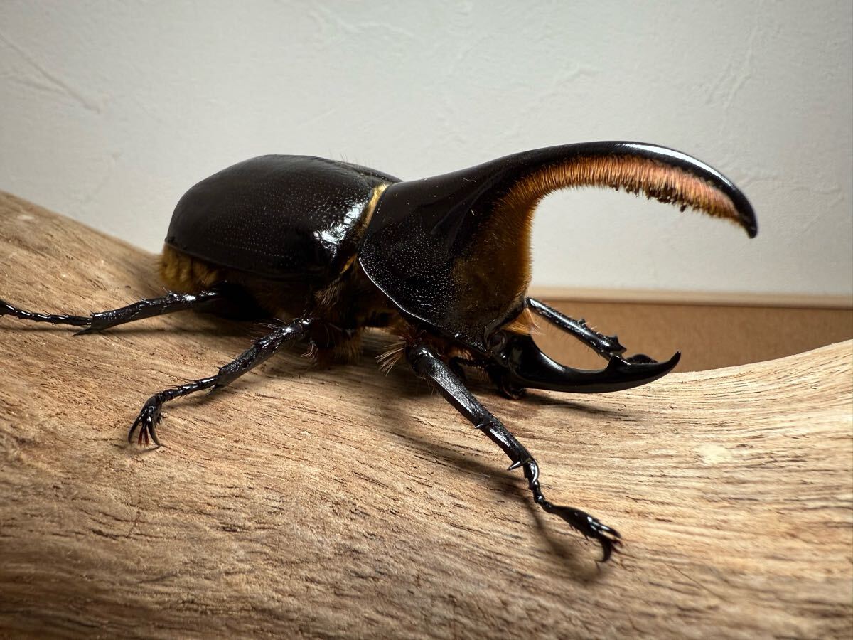 Yahoo!オークション - サタンオオカブト ペア ♂85mm×♀61mm 新成虫 ...