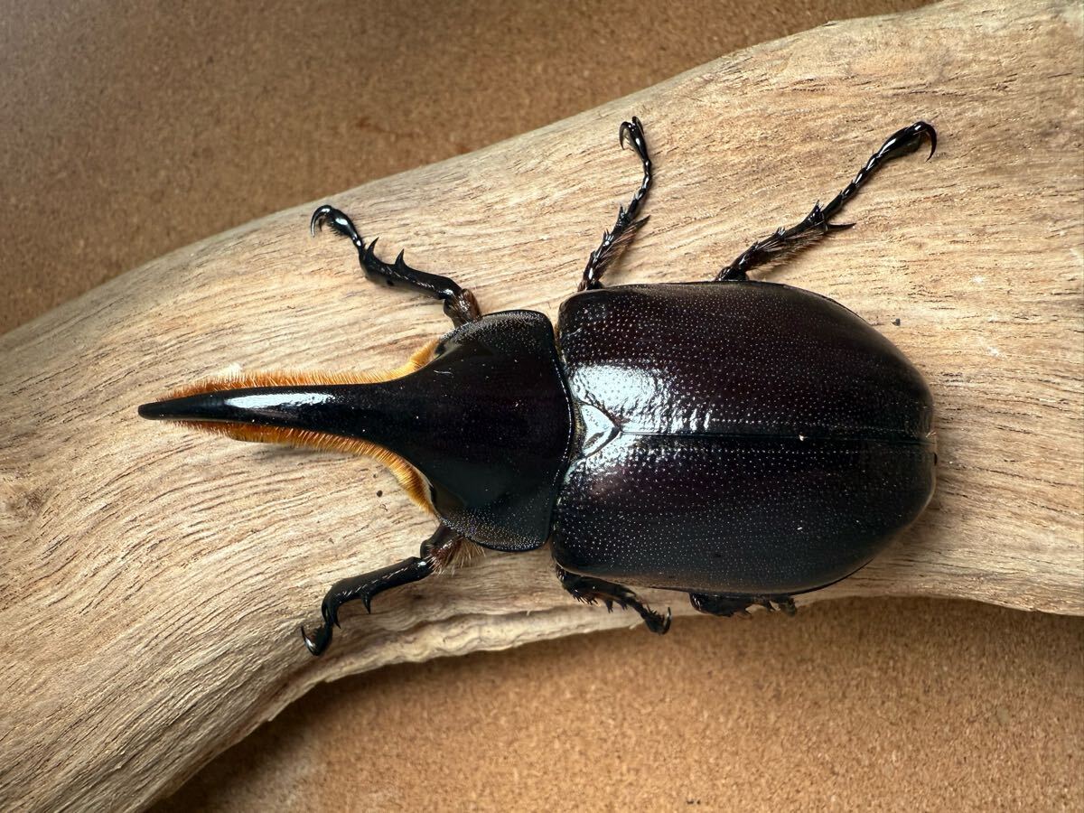 Yahoo!オークション - サタンオオカブト ペア ♂85mm×♀61mm 新成虫 ...
