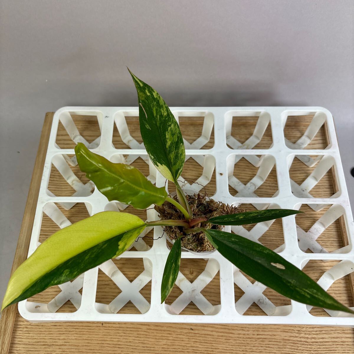 Yahoo!オークション - フィロデンドロン キャラメルマーブル s51