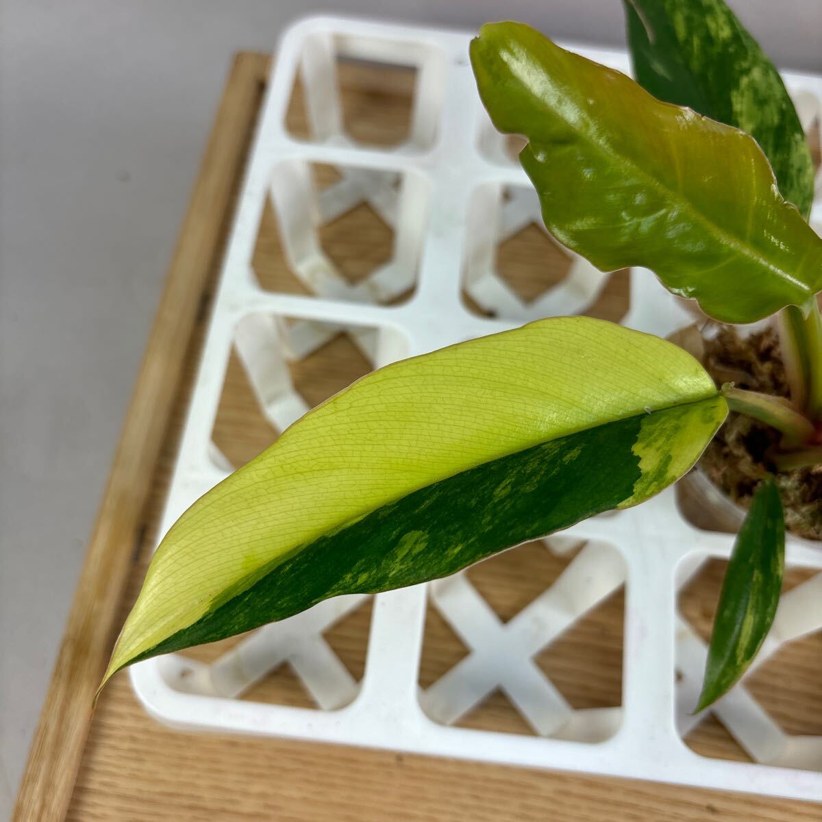 Yahoo!オークション - フィロデンドロン キャラメルマーブル s51