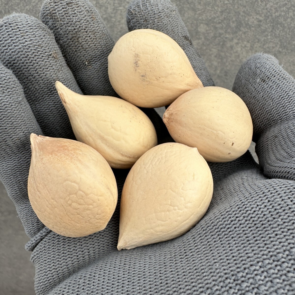 Yahoo!オークション - C49 多肉植物 塊根植物 珍奇植物 cycas cairnsia...