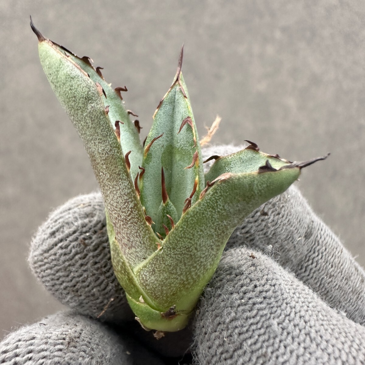 Yahoo!オークション - G44 多肉植物 アガベ チタノタ ハイブリッド エ...