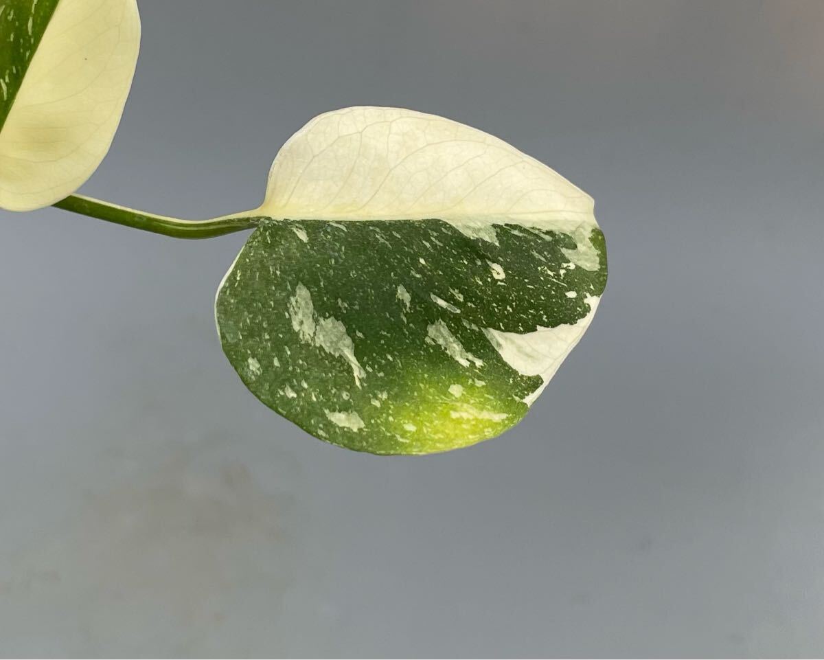 Yahoo!オークション - モンステラ デリシオーサ タイコンステレーショ...