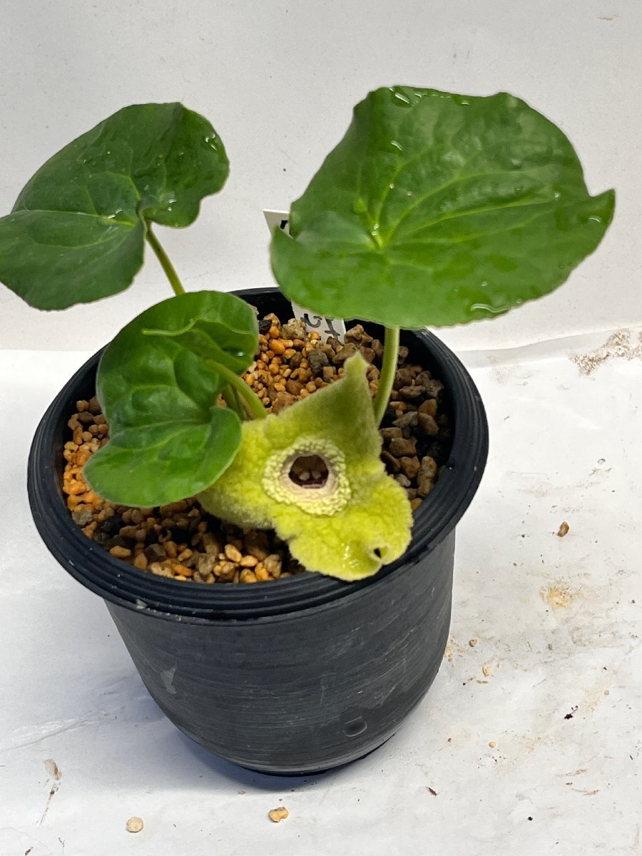 Yahoo!オークション - 山野草 オニカンアオイ 天朝