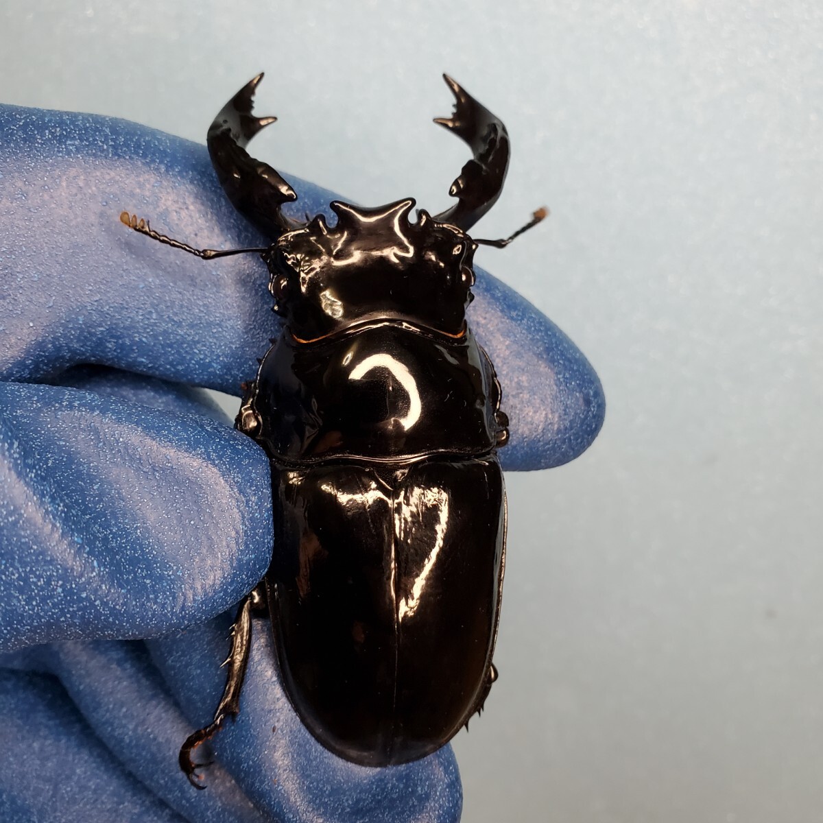 Yahoo!オークション - M.タランドゥス CBF1 ♂単品 タランドゥスオオツ...