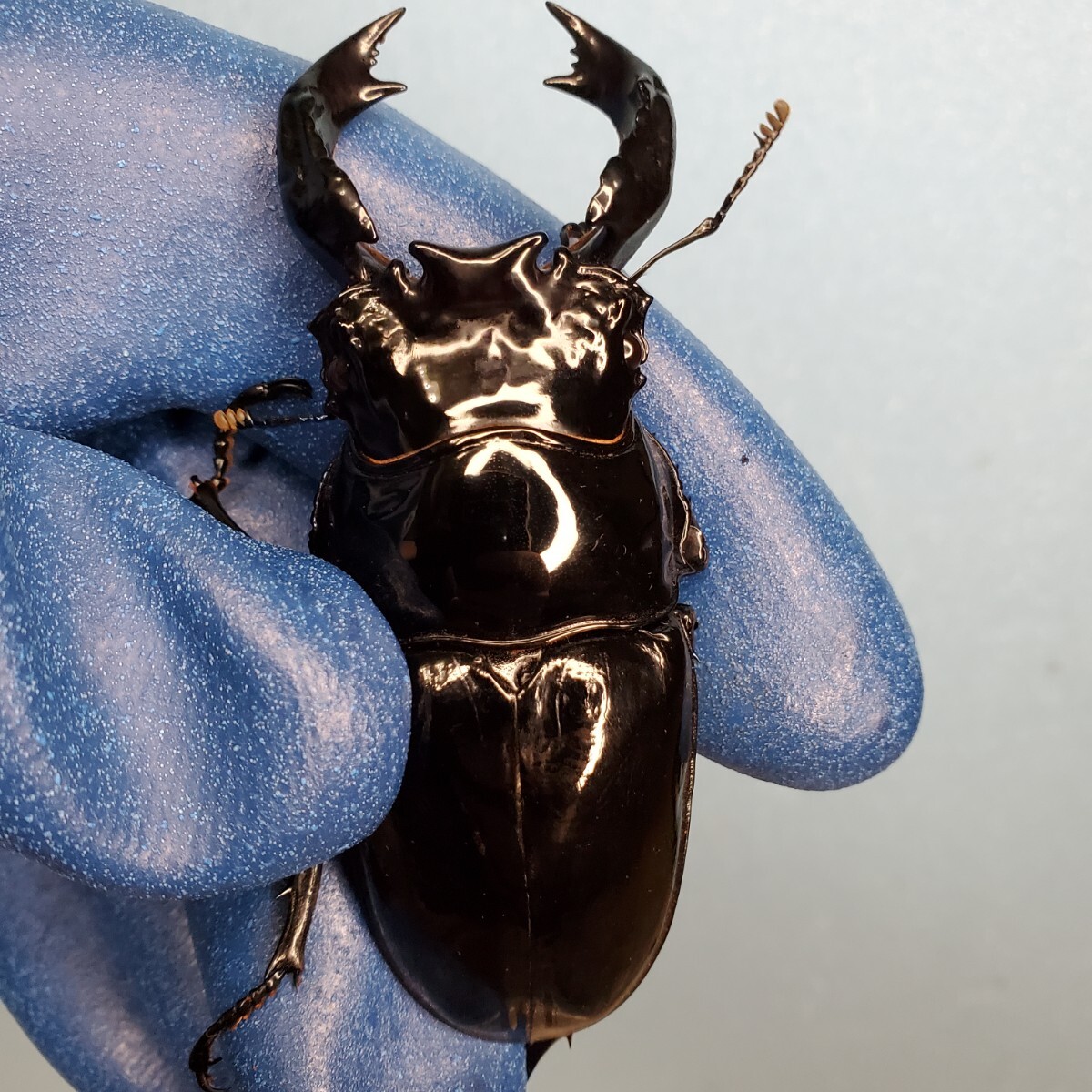 Yahoo!オークション - M.タランドゥス CBF1 ♂単品 タランドゥスオオツ...