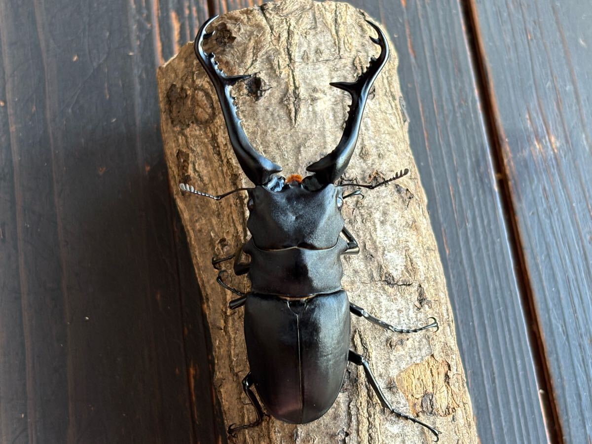 Yahoo!オークション - ギラファノコギリクワガタ ケイスケ ペア ♂106m...