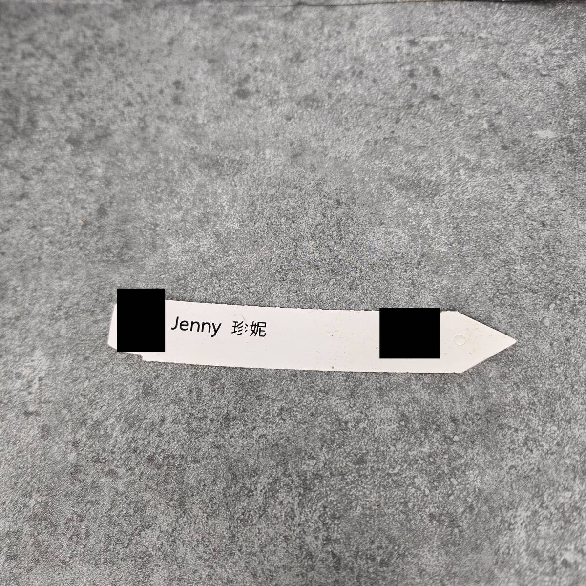 Yahoo!オークション - 【Mackey】 P.willinckii Jenny TC ジェニー 珍...