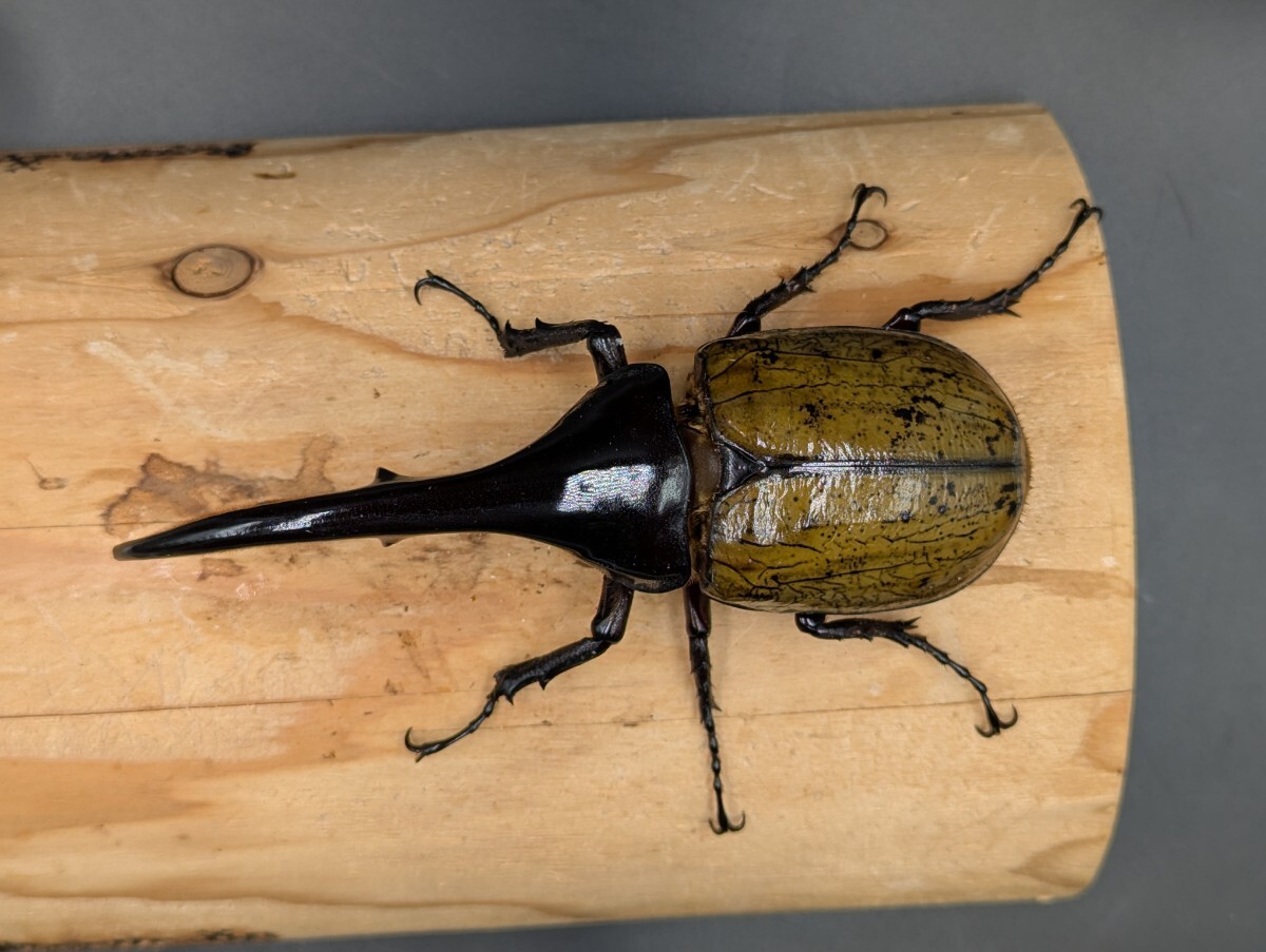 Yahoo!オークション - C68メテオ系 通常タイプ DHヘラクレス 約141...