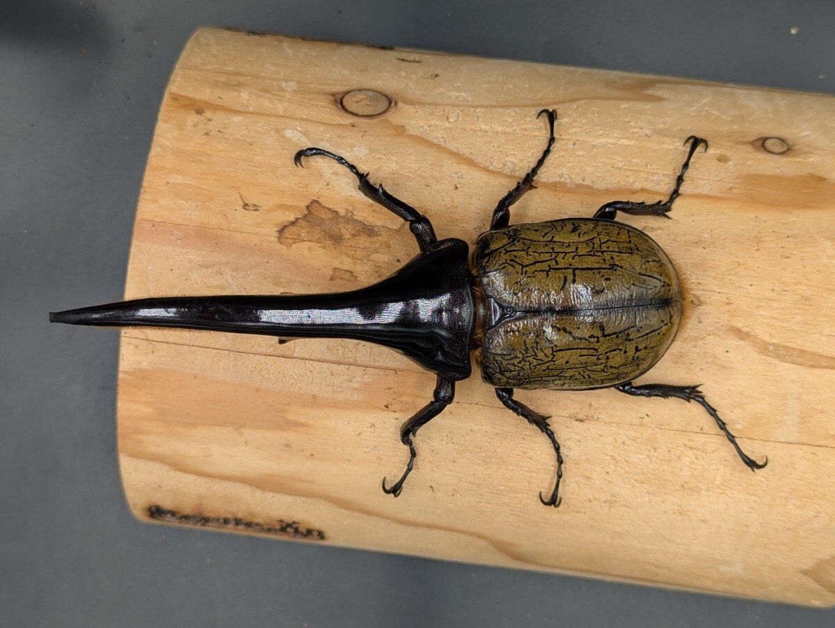 Yahoo!オークション - 0F136FOX系 DHヘラクレス 151mm ♂単 7月...