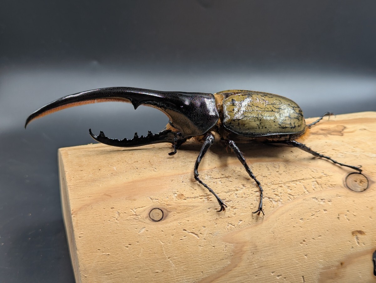 Yahoo!オークション - 00-181 DHヘラクレス 約148mm ♂単 8月4...