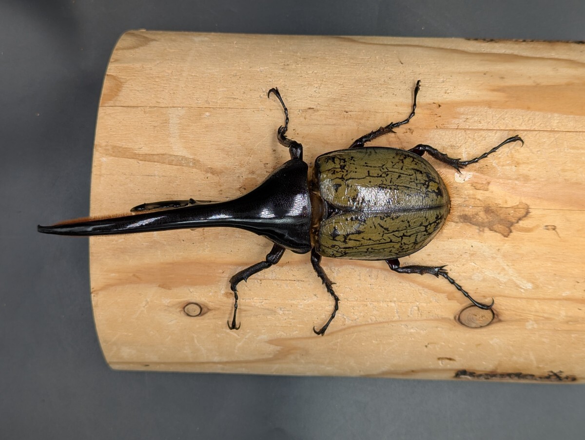 Yahoo!オークション - 00-181 DHヘラクレス 約148mm ♂単 8月4...