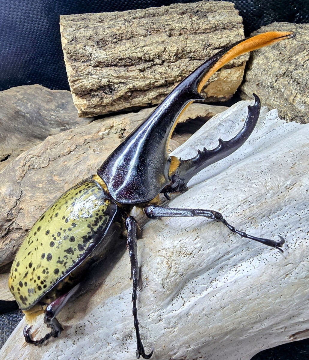 Yahoo!オークション - DHH-40【虫神蔵】DHヘラクレス ♂157mm 単品