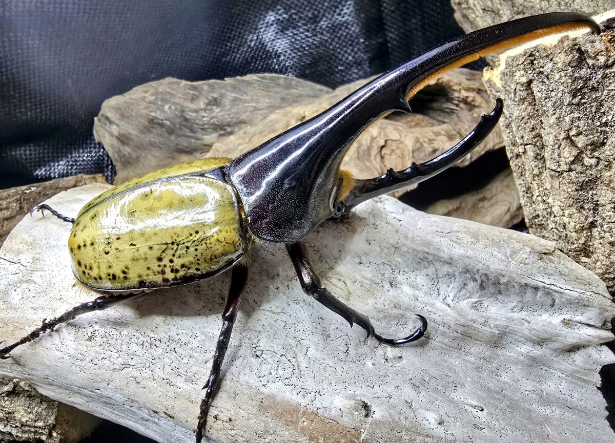 Yahoo!オークション - DHH-41【虫神蔵】DHヘラクレス ♂147mm 単品