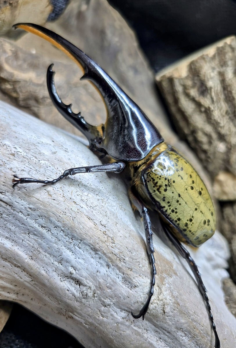 Yahoo!オークション - DHH-32【虫神蔵】DHヘラクレス ♂147mm 単品