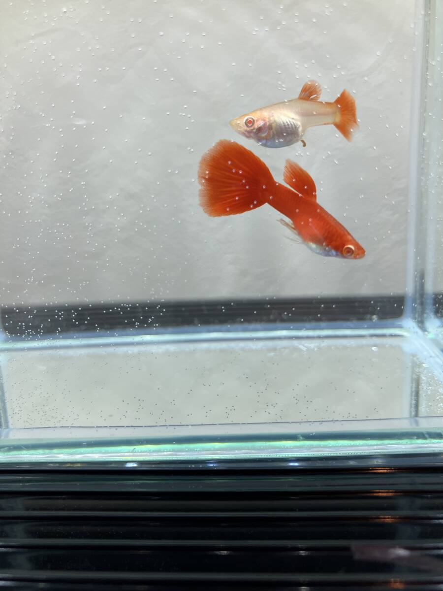 Yahoo!オークション - RREAフルレッド1ペア プラスオス1匹 水草ロタラ...