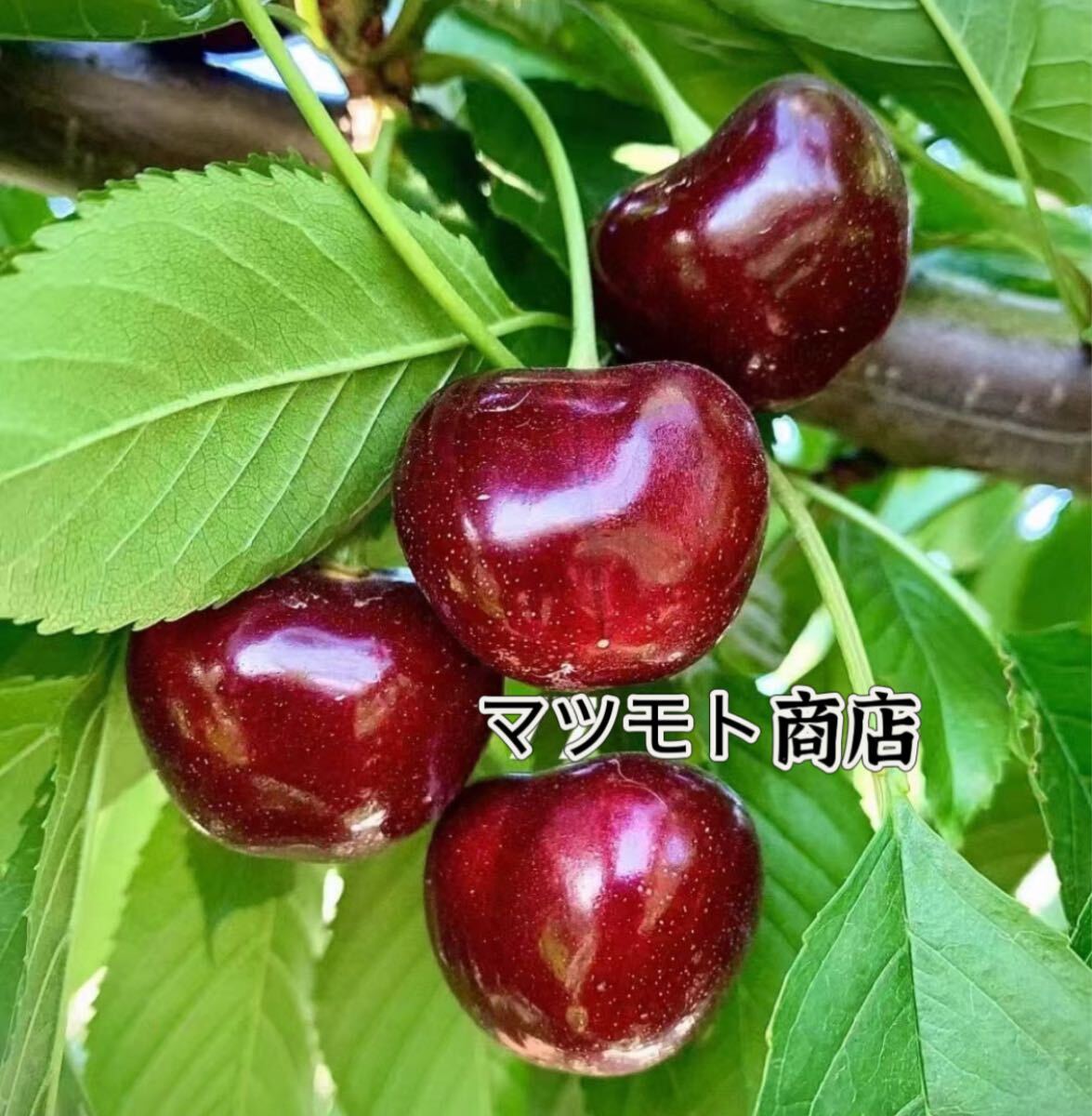 Yahoo!オークション - 超大粒 9.5r アメリカンチェリー箱こみ1kg 父の...