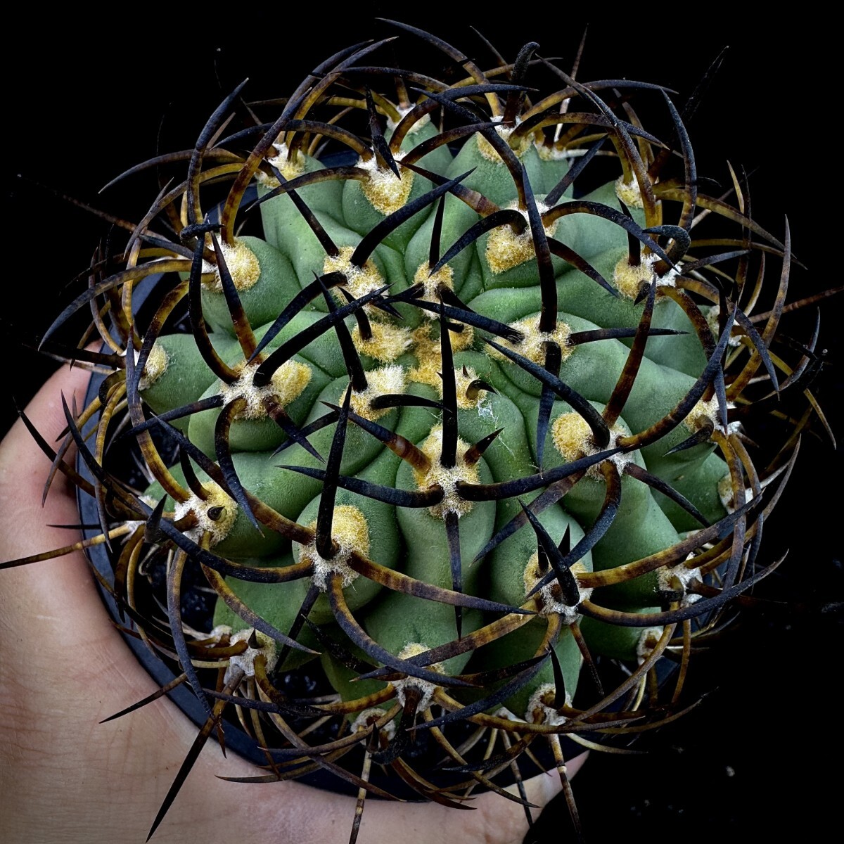 Yahoo!オークション - B769 選抜特美株 エリオシケ 極光丸 Eriosyce ce...