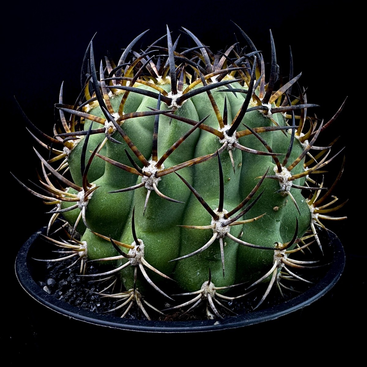 Yahoo!オークション - B769 選抜特美株 エリオシケ 極光丸 Eriosyce ce...