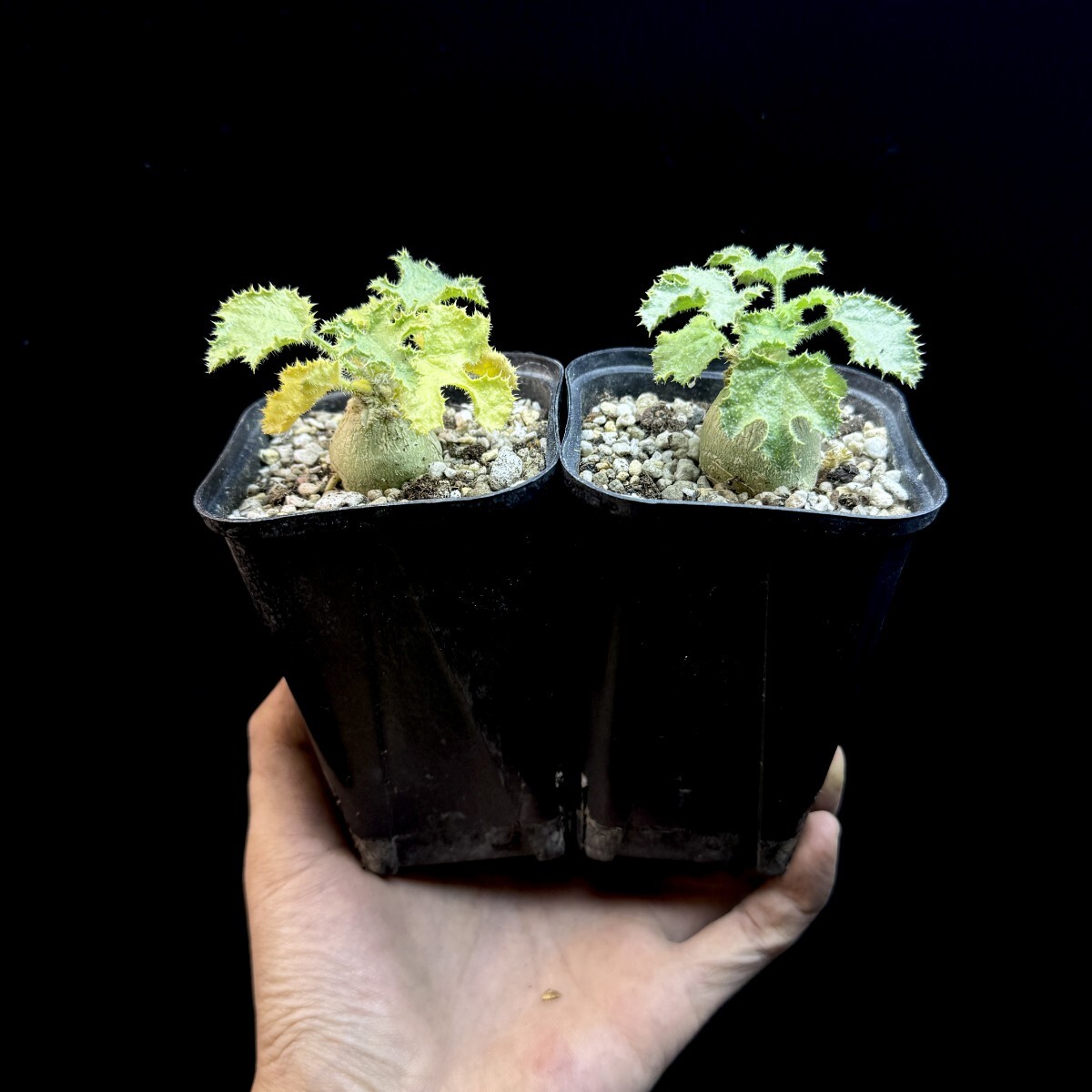 Yahoo!オークション - Q35 世界で唯一木になるキュウリ キュウリノキ ...