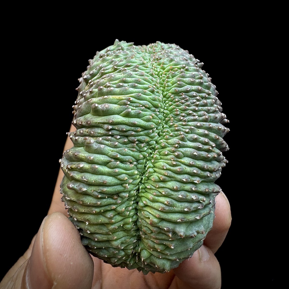 Yahoo!オークション - A163 サボテン 多肉植物 ユーフォルビア オベサ ...