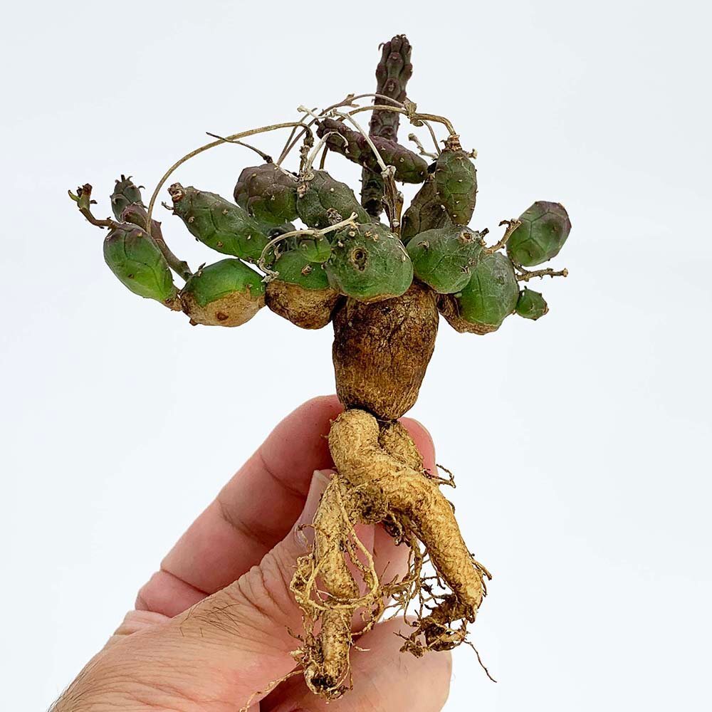 Yahoo!オークション - ユーフォルビア グロボーサ A0476【輸入苗】