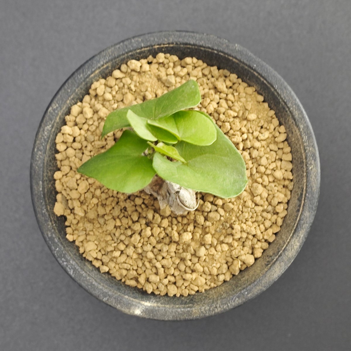 Yahoo!オークション - アフリカ亀甲竜 / ディオスコレア エレファンテ...