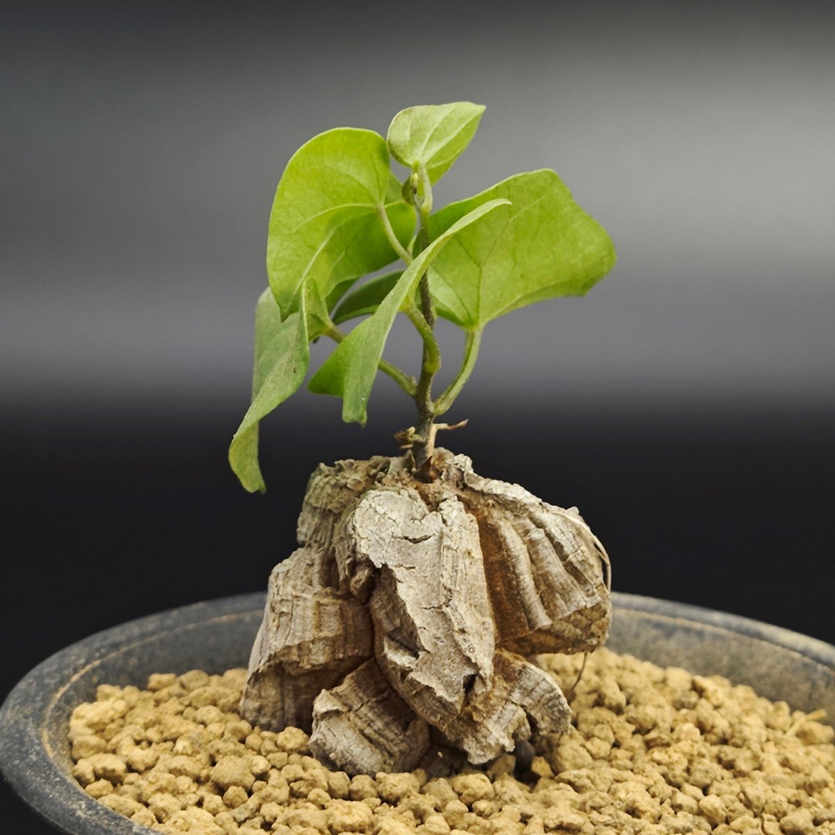 Yahoo!オークション - アフリカ亀甲竜 / ディオスコレア エレファンテ...