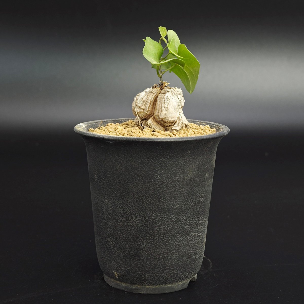 Yahoo!オークション - アフリカ亀甲竜 / ディオスコレア エレファンテ...