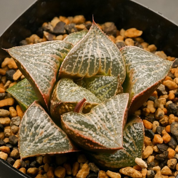 Yahoo!オークション - アンネームド実生苗 ハオルチア CNM 葵ウルフ x ...