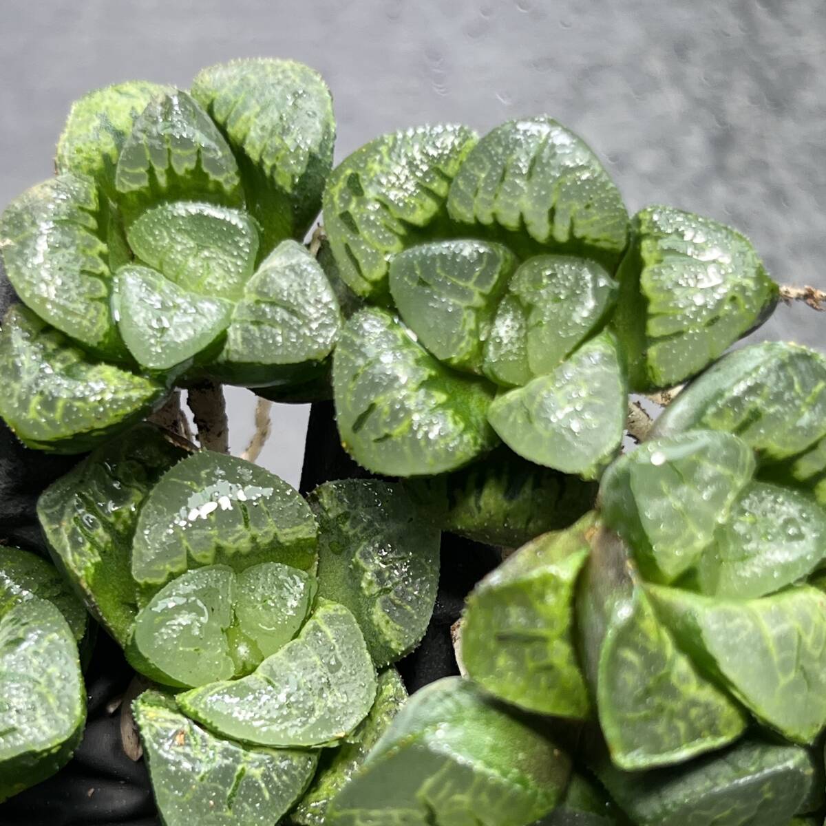 Yahoo!オークション - Z21 多肉植物 ハオルチア ハオルシア コレクタ ...