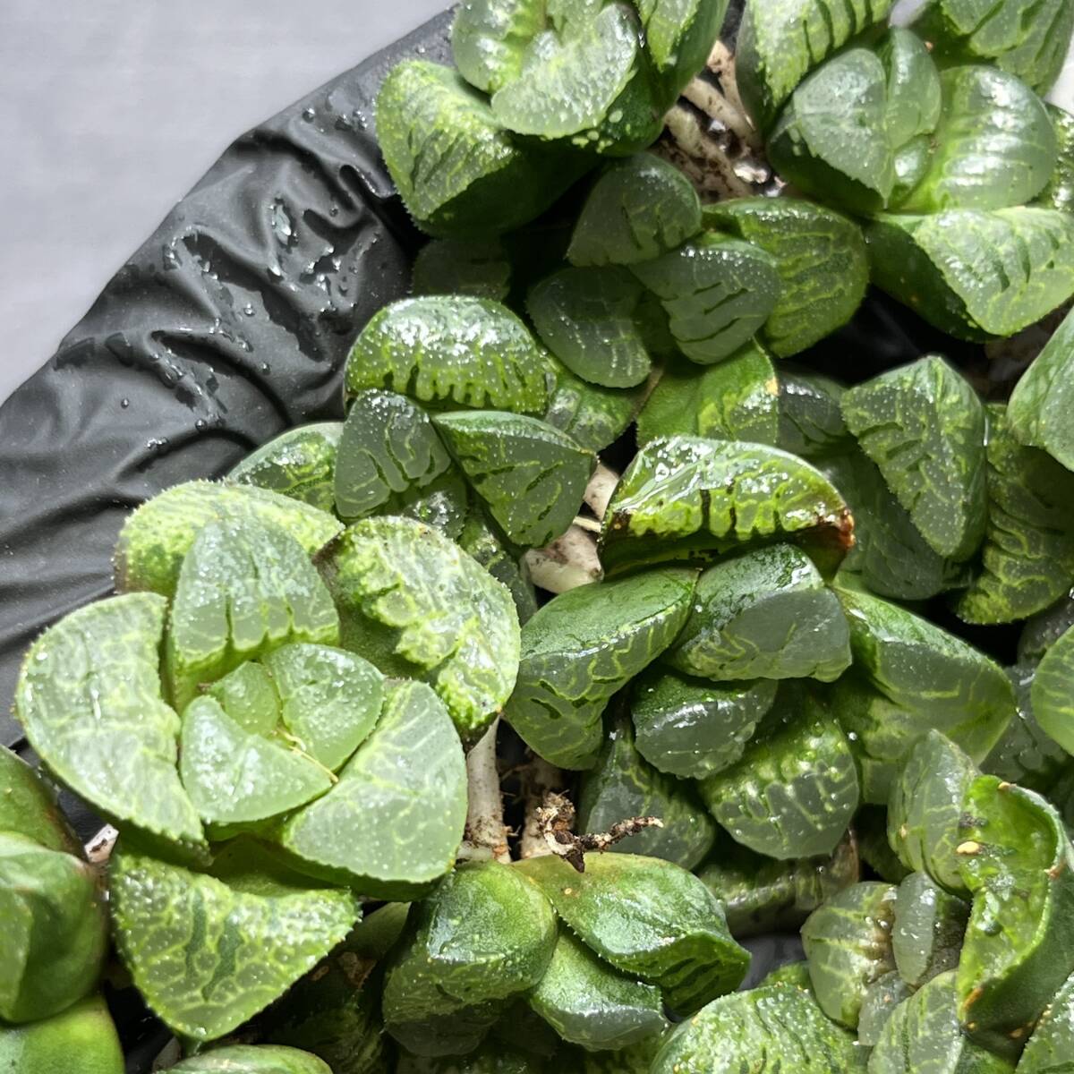 Yahoo!オークション - Z21 多肉植物 ハオルチア ハオルシア コレクタ ...