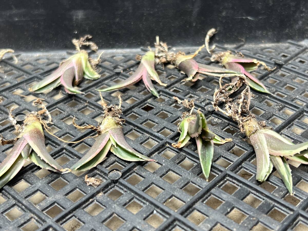 Yahoo!オークション - H69 特選 アガベ チタノタ 狼人錦 覆輪錦 20株セ...