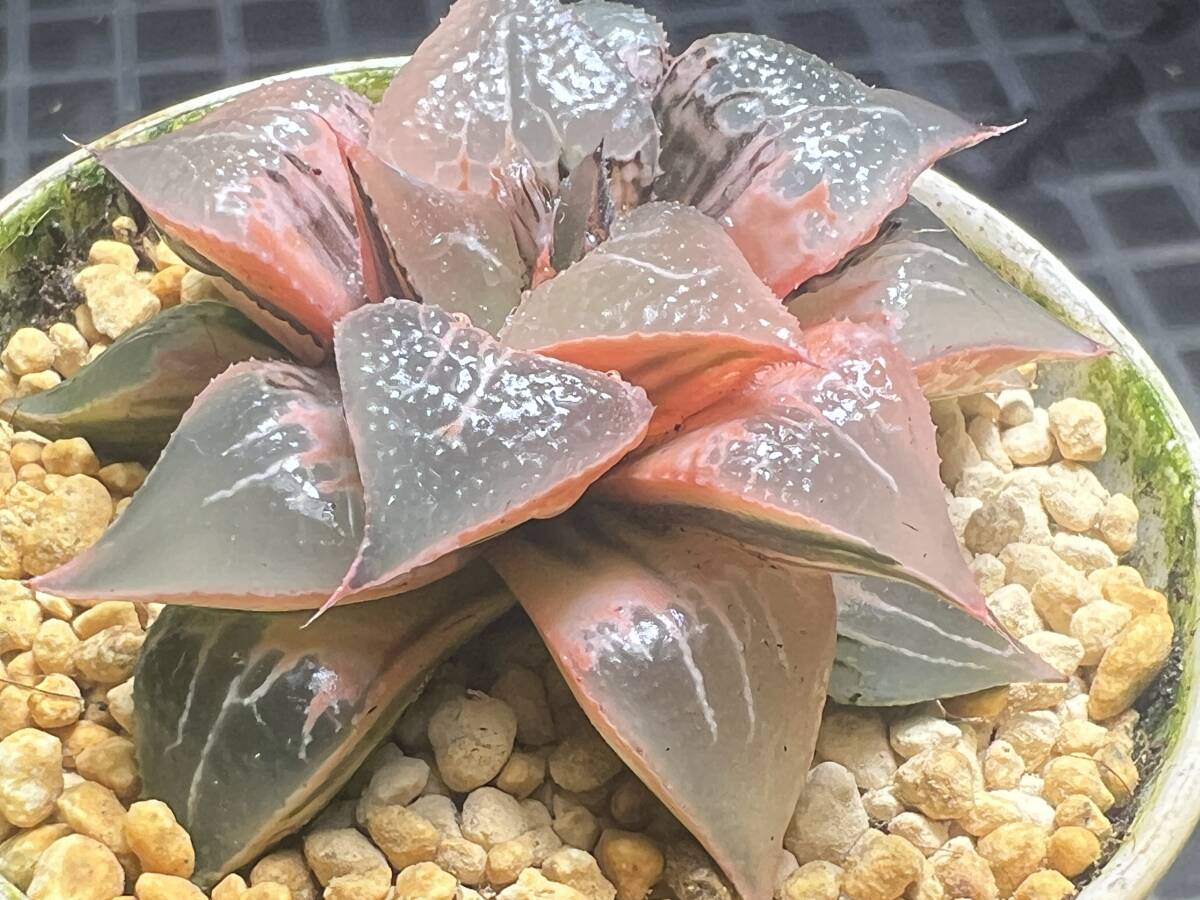 Yahoo!オークション - B108 特選 ハオルチア ハオルシア 酒呑童子錦 糊...